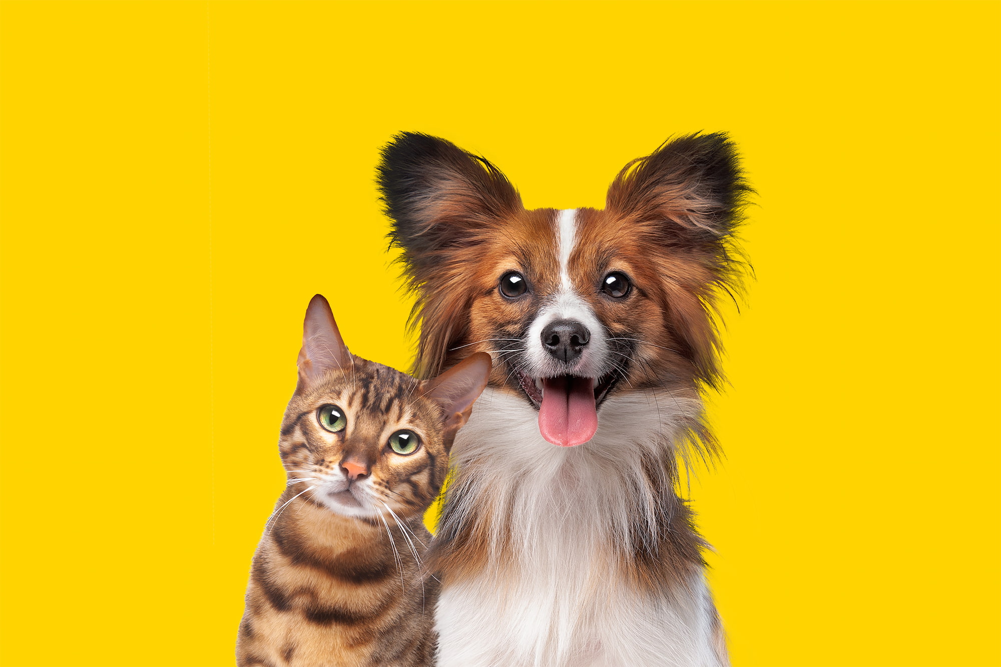 Importing Pets Into The U S Import Export Shipping Company Importing Pets Into The U S Import Export Shipping Company
